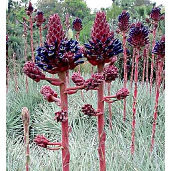 Puya Venusta Seeds (Bromeliaceae Seeds, Bromeliad Seeds)