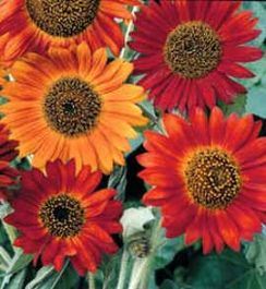 Helianthus Earthwalker Seeds (Sunflower Seeds)