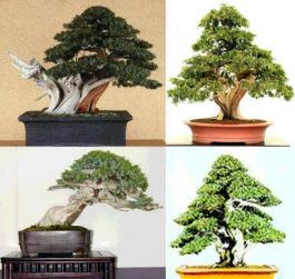 Buy Temple Juniper Seeds Online - Rarexoticseeds