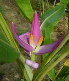 Musa Violacea Seeds (Violet Banana Seeds)