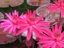 Nymphaea Red Flare Seeds (Tropical Night Blooming Water Lily Seeds)