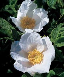 Buy Japanese Rose Seeds Online - Rarexoticseeds
