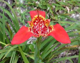Tigridia Pavonia Seeds (Tiger Flower Seeds)