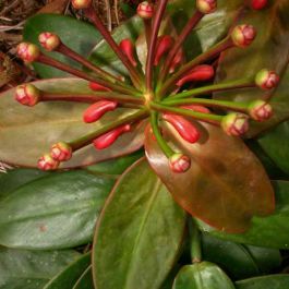 Buy Marcgraviastrum Subsessile Seeds – Unique Tropical Climber