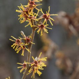 Buy Ozark Witch Hazel Seeds - Rarexoticseeds