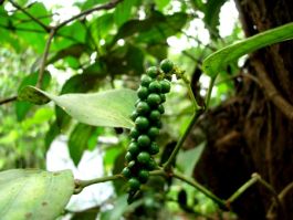 Buy Piper nigrum Seeds – Black Pepper Plant