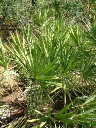 Serenoa Repens Silver Seeds (Saw Palmetto)