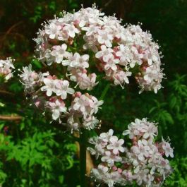 Buy Valerian Seeds - Rarexoticseeds