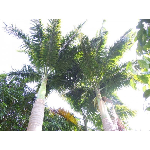 Roystonea Oleracea Seeds (Roystonea Caribaea Seeds, Caribbean Royal ...