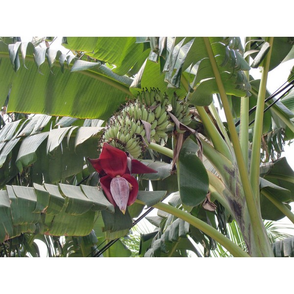 Musa Acuminata Seeds (Wild Dwarf Cavendish Banana Seeds)