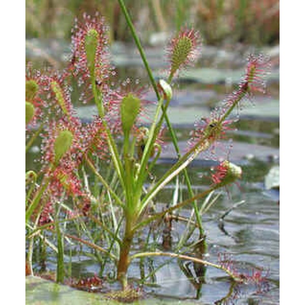 Drosera Intermedia Seeds (Spoonleaf Sundew) (Temperate)