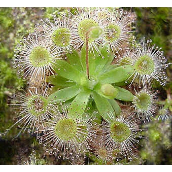 Drosera Pulchella Seeds (Pygmy)