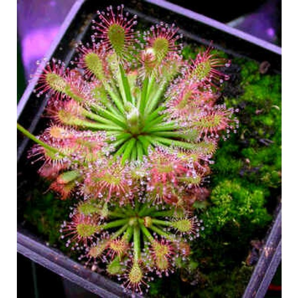 Drosera roraimae - Alchetron, The Free Social Encyclopedia