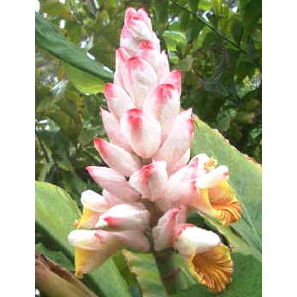 Alpinia Malaccensis Seeds (Ginger Seeds)