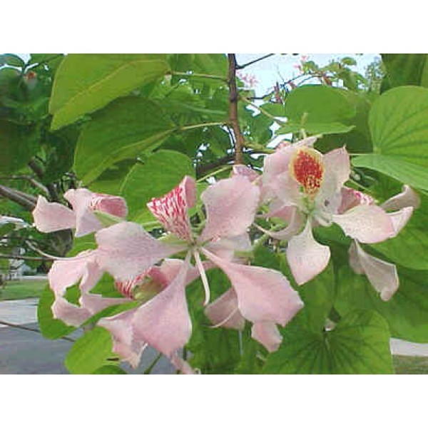 Bauhinia Monandra Seeds (Pink Orchid Tree Seeds)