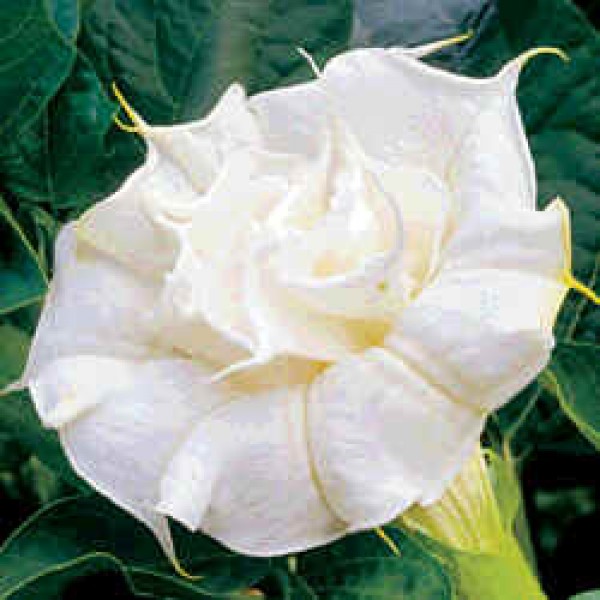 Datura White Double Seeds