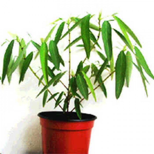 Codariocalyx Motorius Seeds (Telegraph Plant Seeds, Semaphore Plant ...