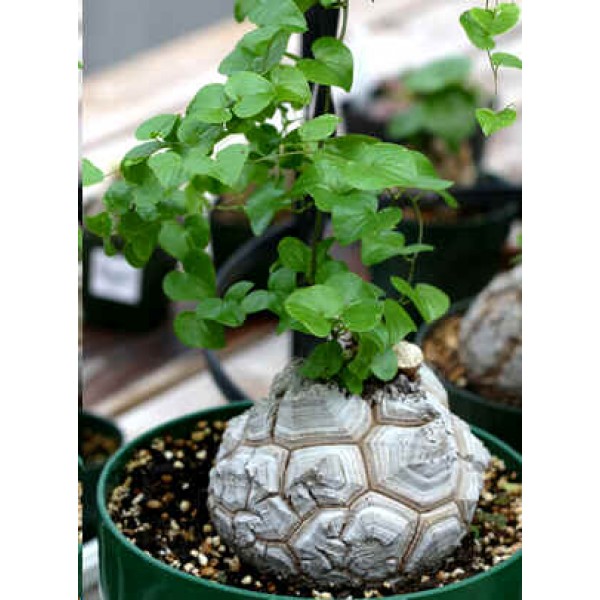 Dioscorea elephantipes - Alchetron, The Free Social Encyclopedia