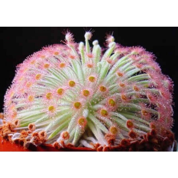 Drosera derbyensis - Alchetron, The Free Social Encyclopedia
