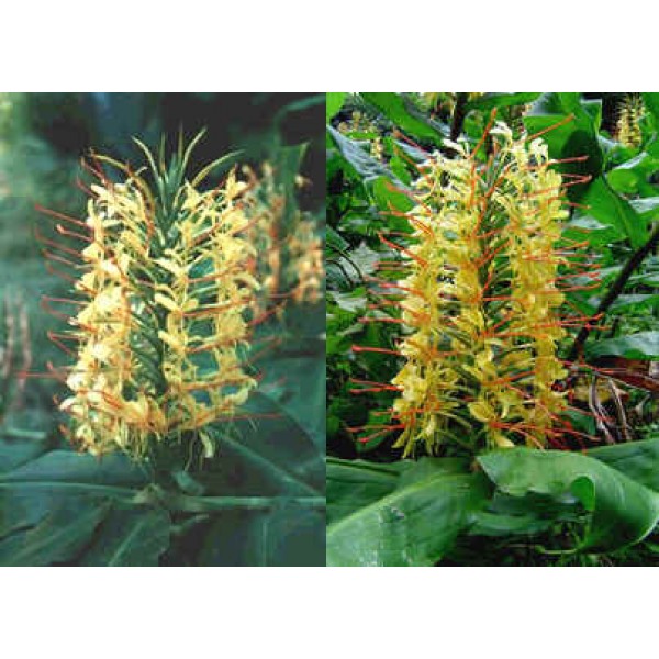 Hedychium Gardnerianum Seeds (Kahili Ginger Seeds)