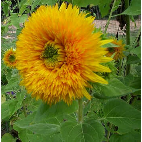 Buy Sunflower Seeds : Giant Double Sungold