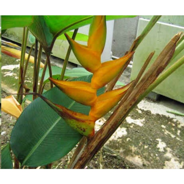 Heliconia Champneana Seeds (Mayan Gold Heliconia Seeds)