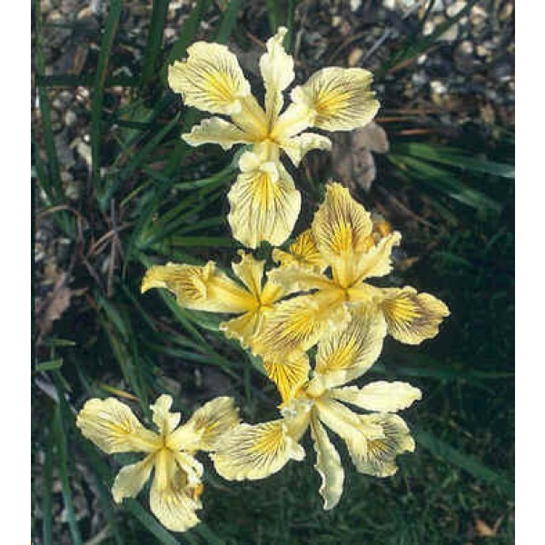 Iris Innominata Seeds