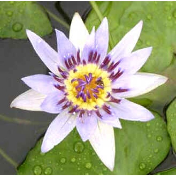 Nymphaea Colorata White Seeds (White Pigmy Water Lily Seeds)