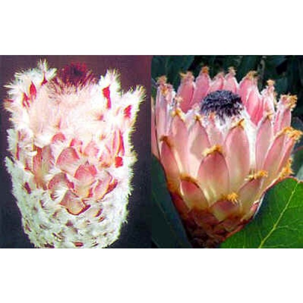 Buy Queen Protea Seeds Online - Rarexoticseeds