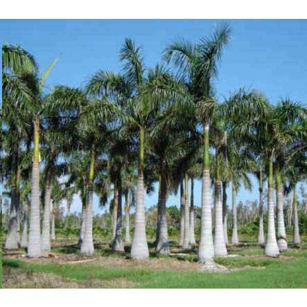 Roystonea Regia Seeds (Oreodoxa Regia Seeds, Roystonea Elata Seeds ...