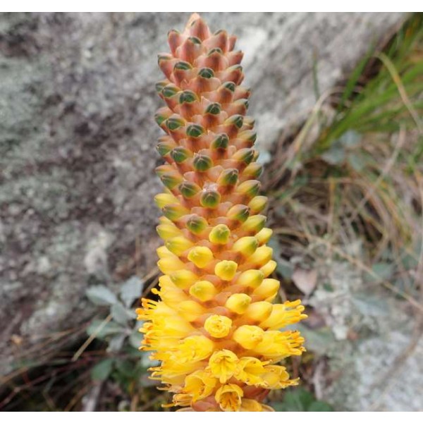 Buy Aloe Conifera Seeds - Rarexoticseeds