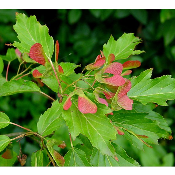 Buy Amur Maple Seeds Online - Rarexoticseeds