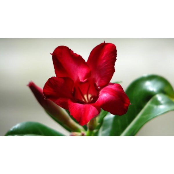 Adenium Obesum Seeds - Desert Rose - Adenium Small Red Plum Seeds