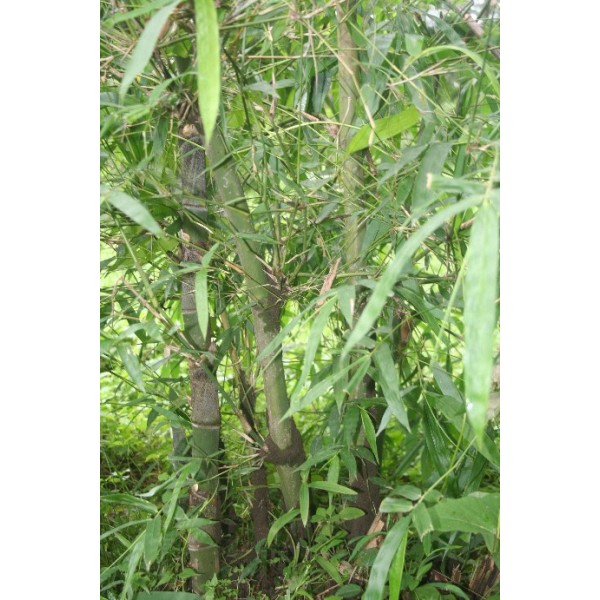Bambusa Nutans Seeds