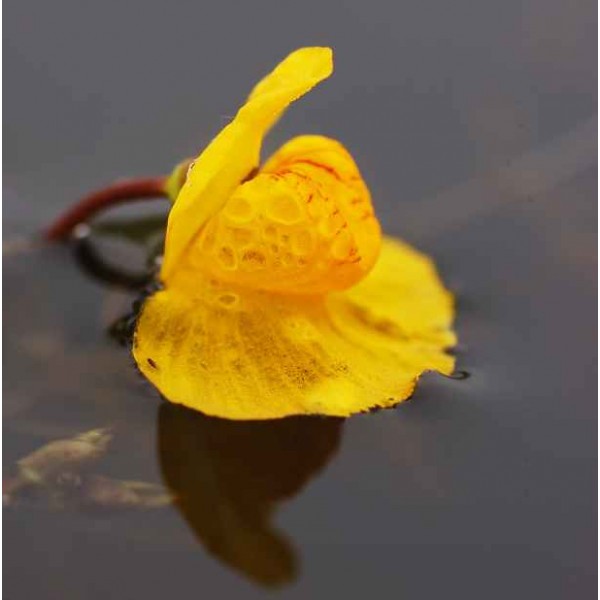 Buy Common Bladderwort Seeds - Rarexoticseeds