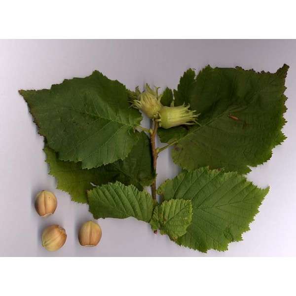 Common Hazel Seeds (Corylus Avellana)