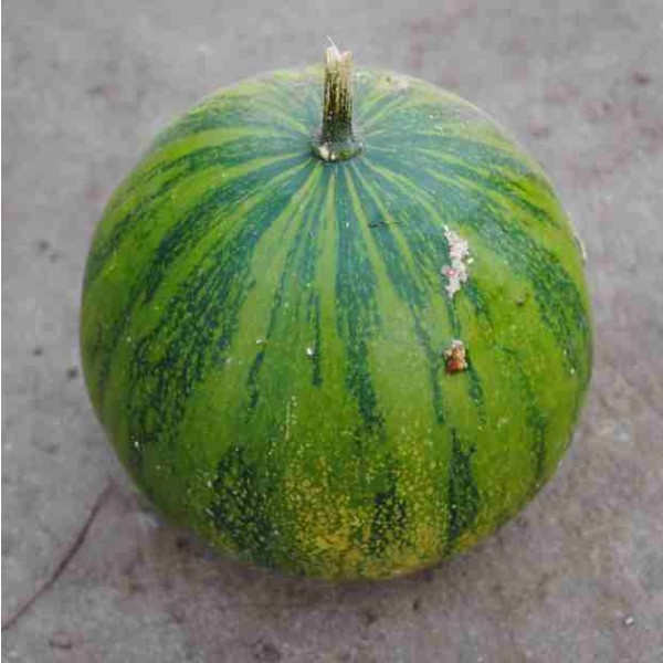 Buy Cucurbita Ecuadorensis Seeds - Rarexoticseeds