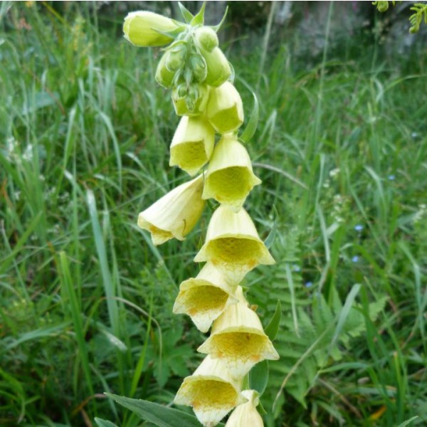 Dwarf Yellow Foxglove Seeds - Digitalis Grandiflora Carillon Seeds