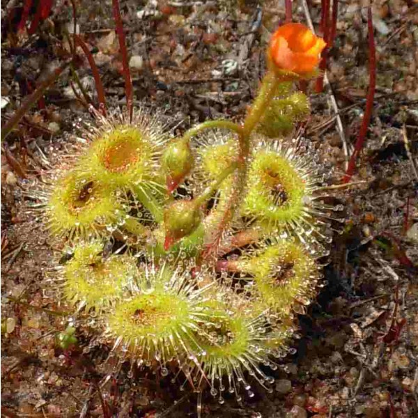 Buy Drosera Glanduligera Seeds - Rarexoticseeds