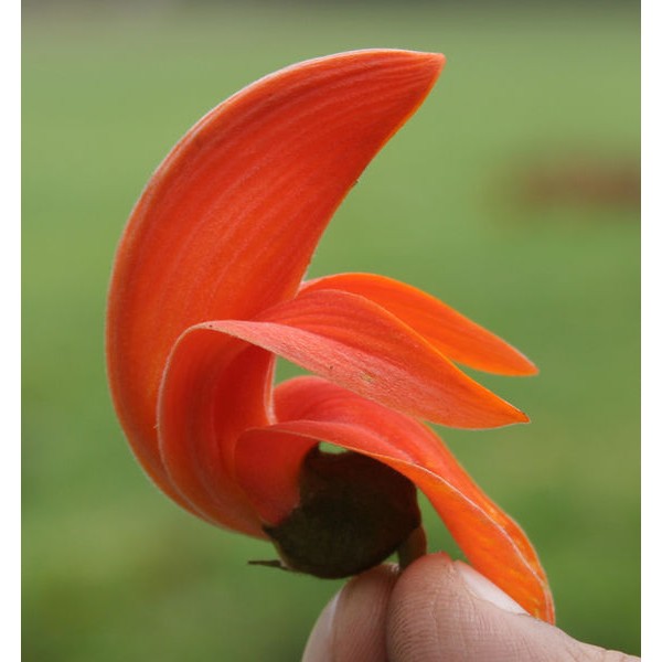 Butea Frondosa Seeds (Butea Monosperma Seeds, Palash Seeds)