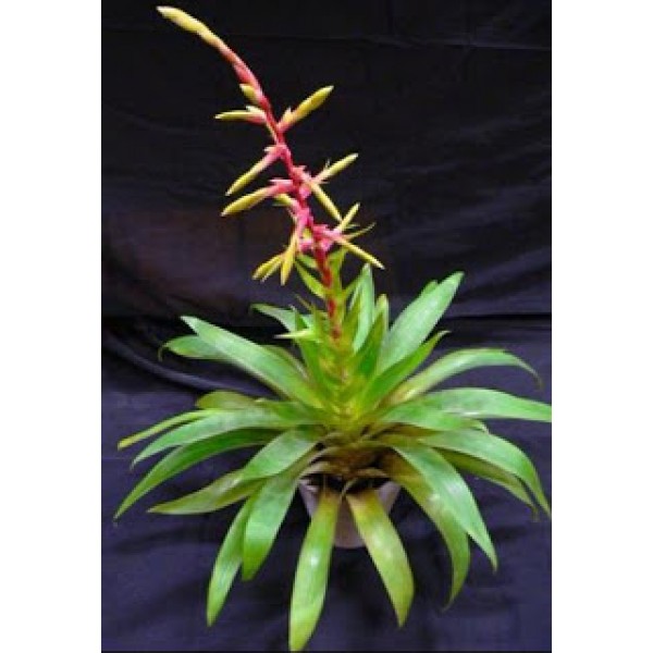 Tillandsia Fendleri Seeds