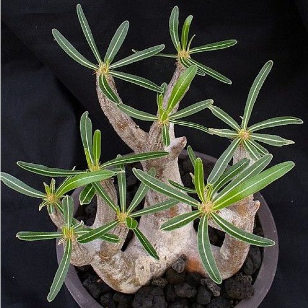 Buy Pachypodium Inopinatum Seeds - Rarexoticseeds