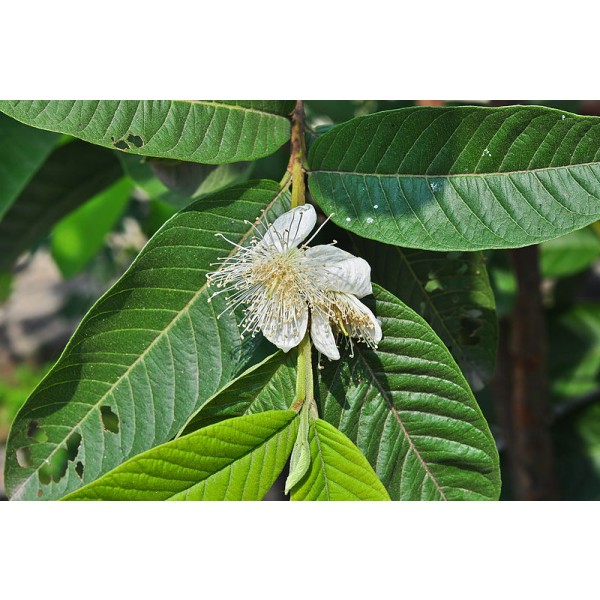 Buy Guava Seeds Online - Rarexoticseeds