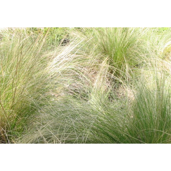 Nassella Tenuissima Seeds (Stipa Tenuissima, Mexican Feather Grass Seeds)