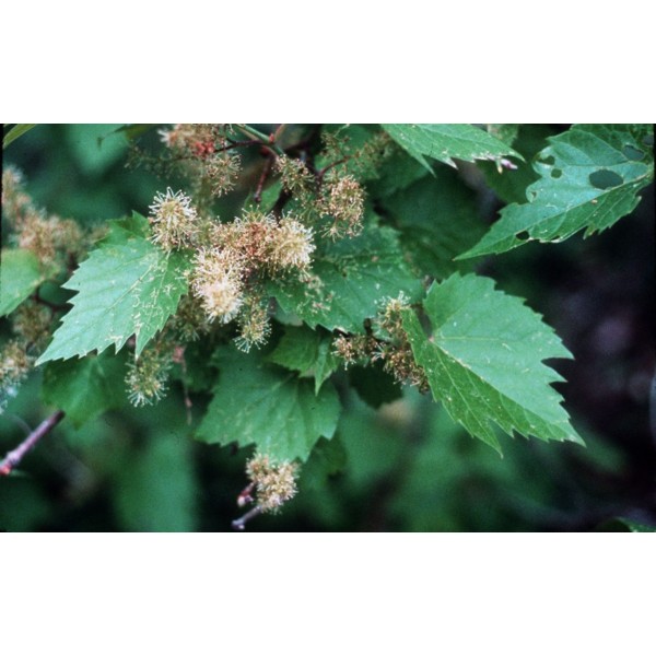 Buy Riverbank Grape Seeds Online - Rarexoticseeds