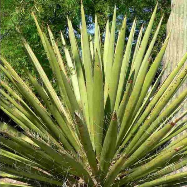 Buy Yucca Faxoniana Seeds - Rarexoticseeds