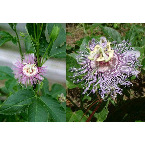 Passiflora Capsularis Seeds (Passion Fruits, Passion Flowers)