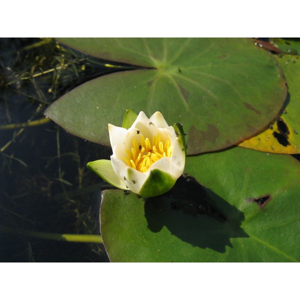 Nymphaea Tetragona Seeds (Pygmy Water-lily Seeds)