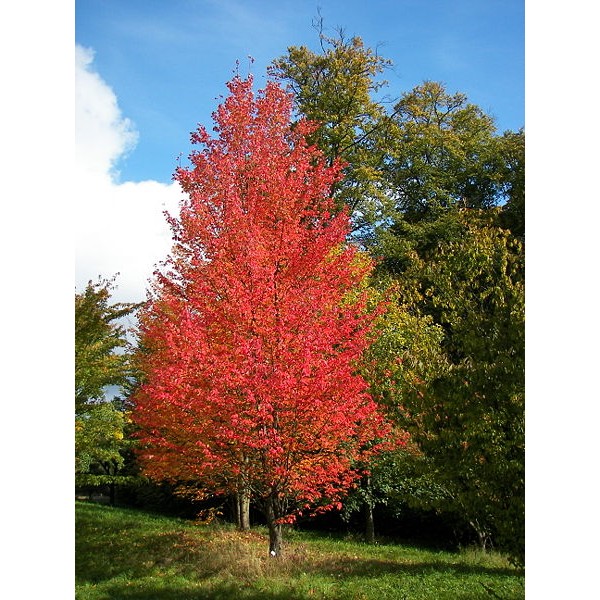Buy Red Maple Tree Seeds Online - Rarexoticseeds