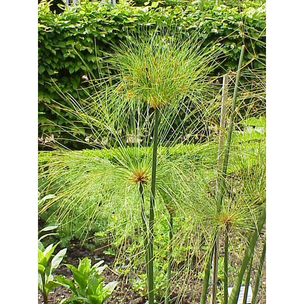 Cyperus Papyrus Seeds (papyrus, papyrus sedge)